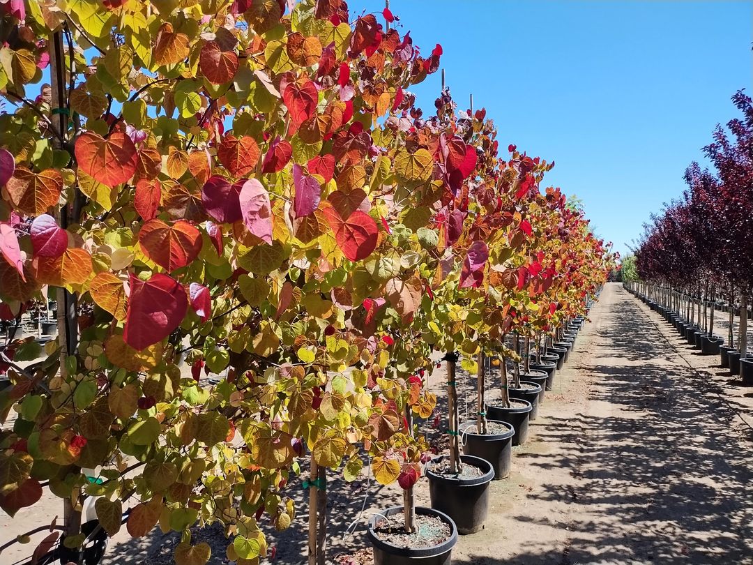 Garden Gate Nursery | Wholesale Nursery in Washington